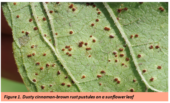 Review of Sunflower Rust (07/30/20) | NDSU Agriculture